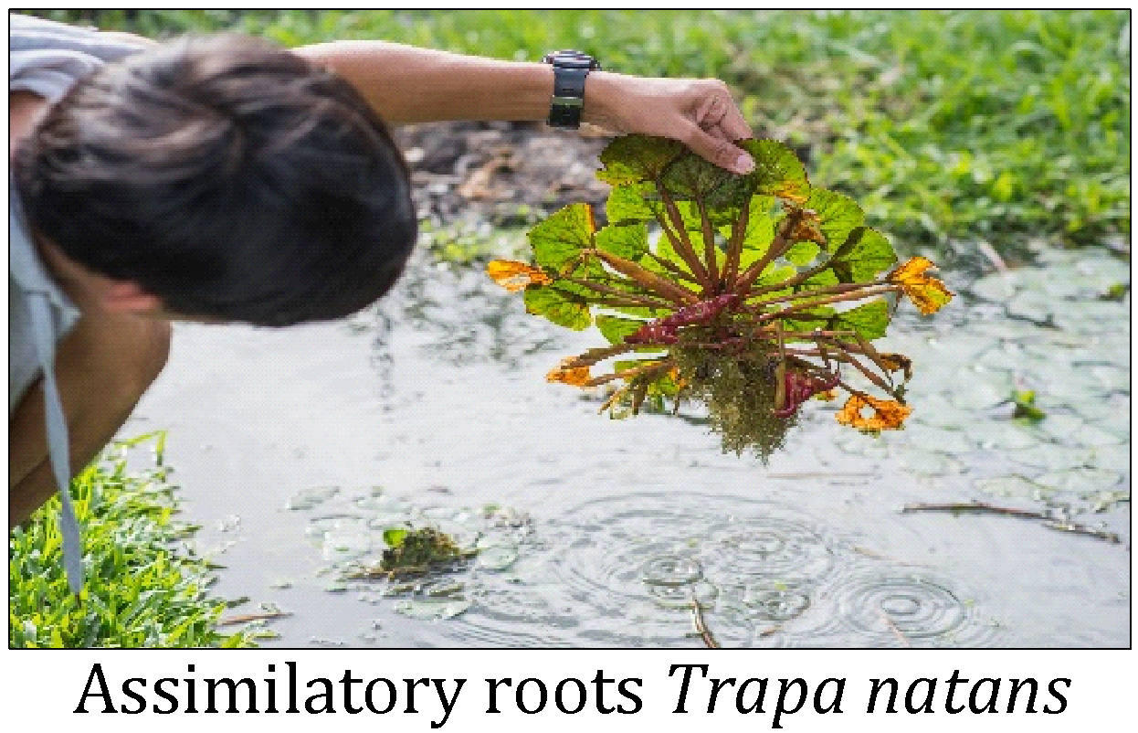 Root System | Plant Anatomy | Biology